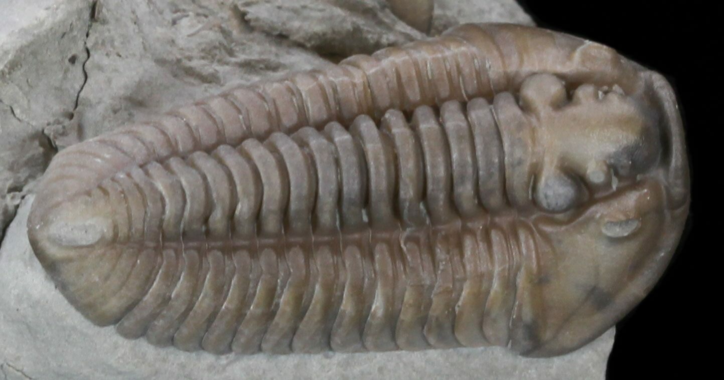 Flexicalymene Trilobites For Sale - FossilEra.com