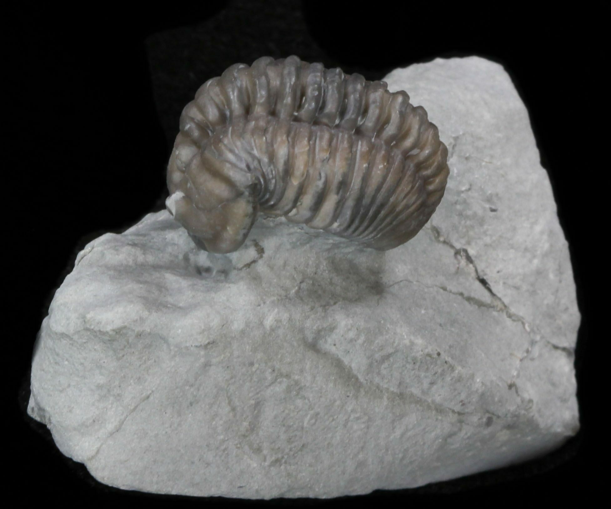 Curled 1" Flexicalymene Trilobite From Ohio For Sale (#35133 ...