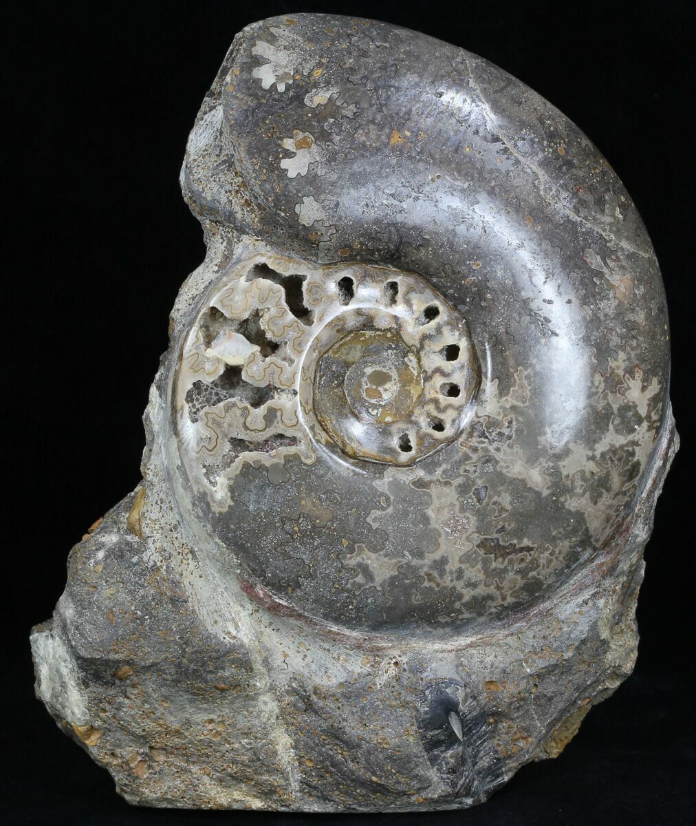Moroccan Ammonites For Sale - FossilEra.com