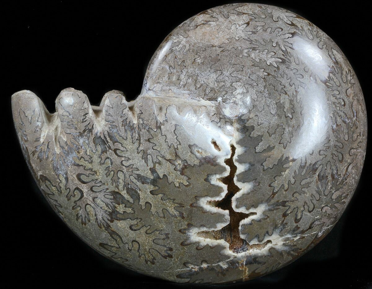 10.3" Polished Ammonite With Sutures - Morocco For Sale (#35316 ...