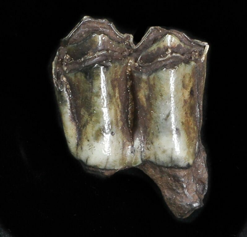 Pleistocene Camel Tooth - Florida For Sale (#35399) - FossilEra.com