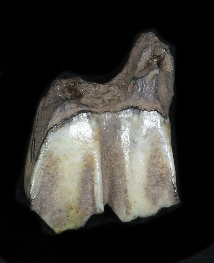 Pleistocene Camel Tooth - Florida For Sale (#35399) - FossilEra.com