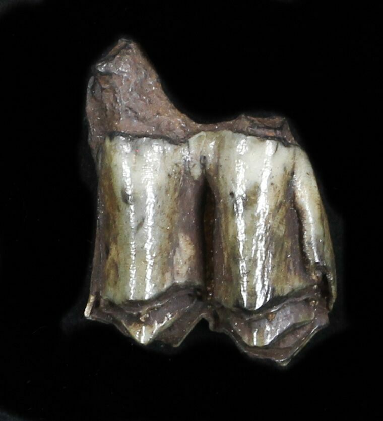 Pleistocene Camel Tooth - Florida For Sale (#35399) - FossilEra.com