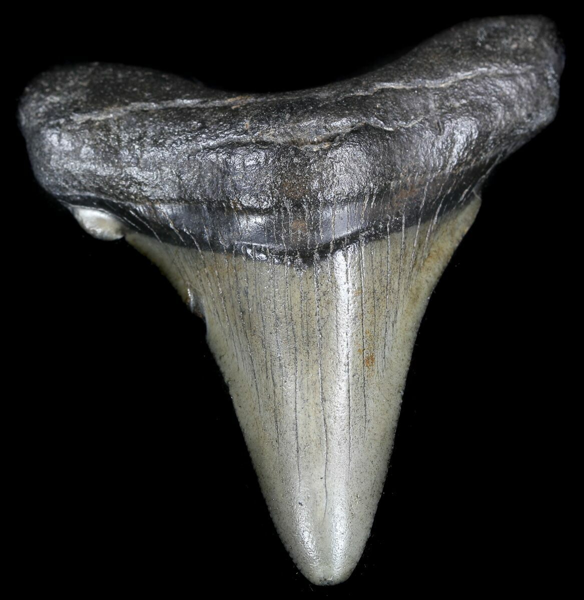 Bargain 3.08" Angustidens Tooth - Megalodon Ancestor For Sale (#35438 ...