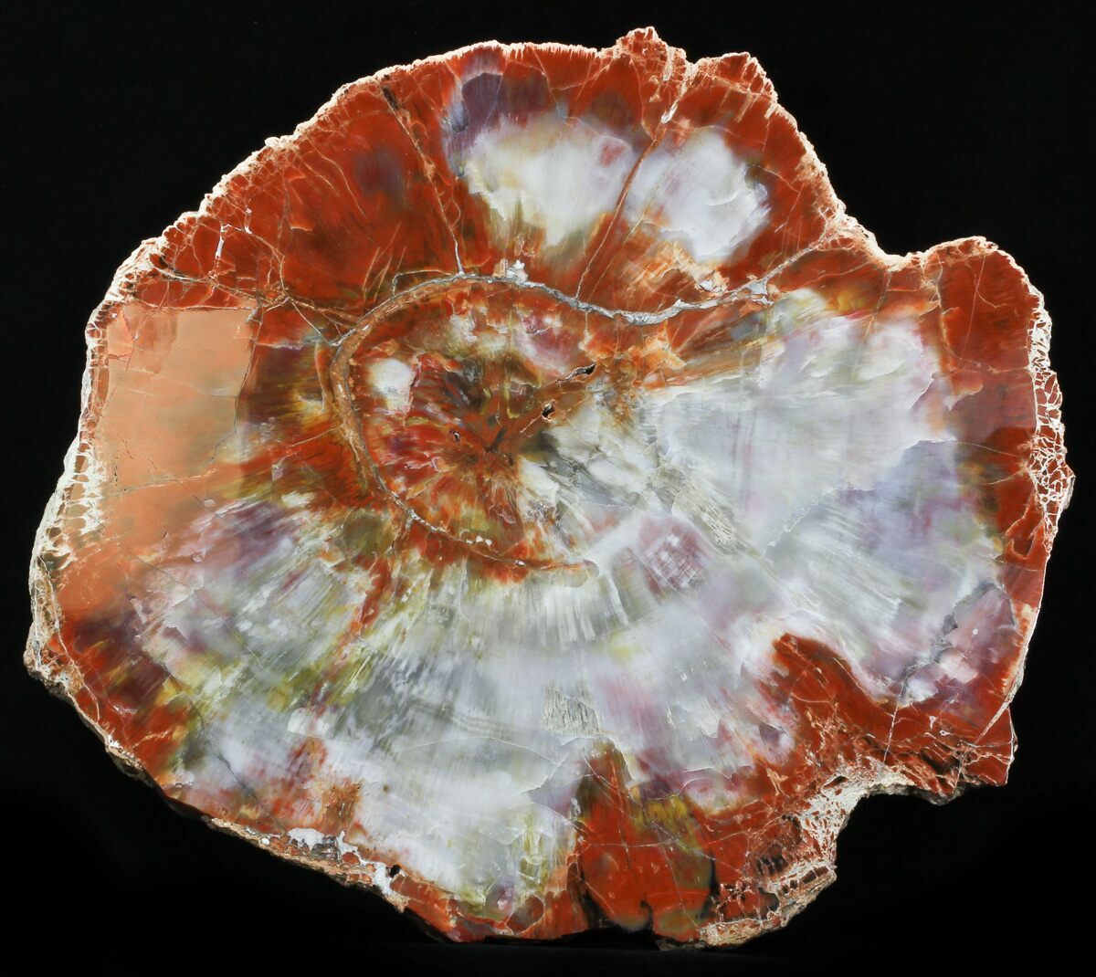 Arizona Petrified Wood For Sale - FossilEra.com