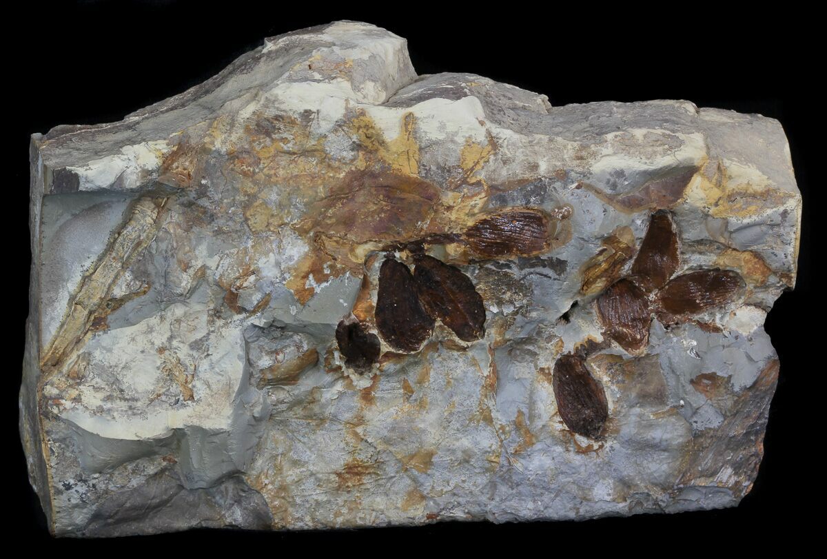 Fossil Nyssidium Seed Pods From Montana - Paleocene For Sale (#35734 ...