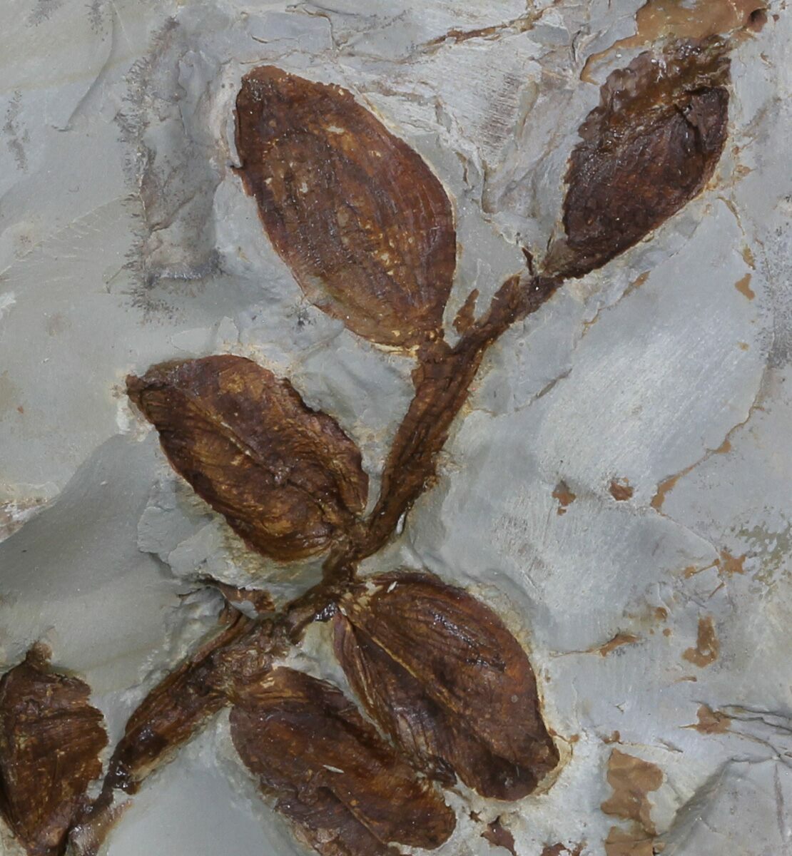 Fossil Nyssidium Seed Pods From Montana - Paleocene For Sale (#35732 ...
