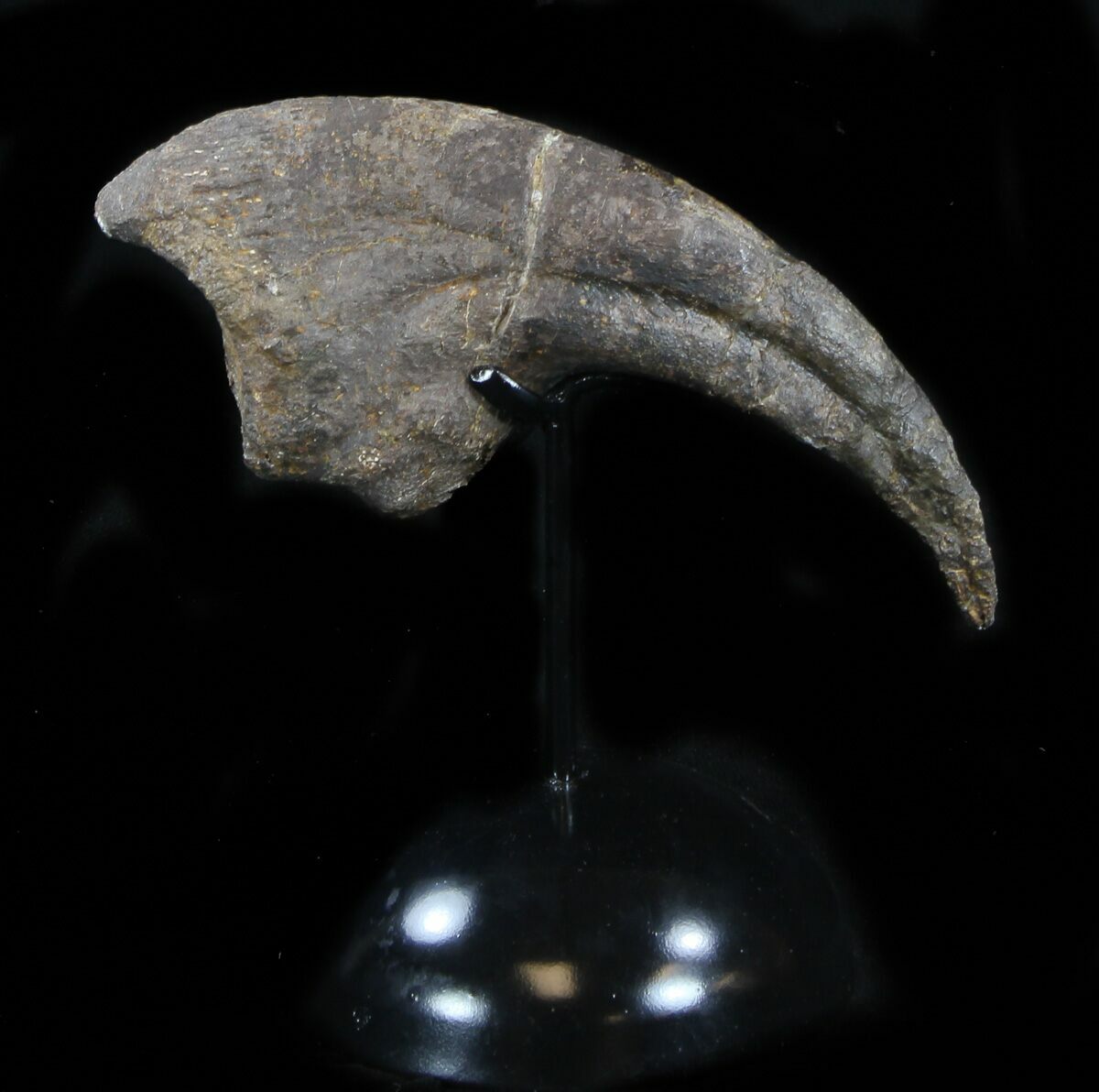 6.9" Killer Allosaurus Hand Claw - Almost No Restoration! For Sale ...