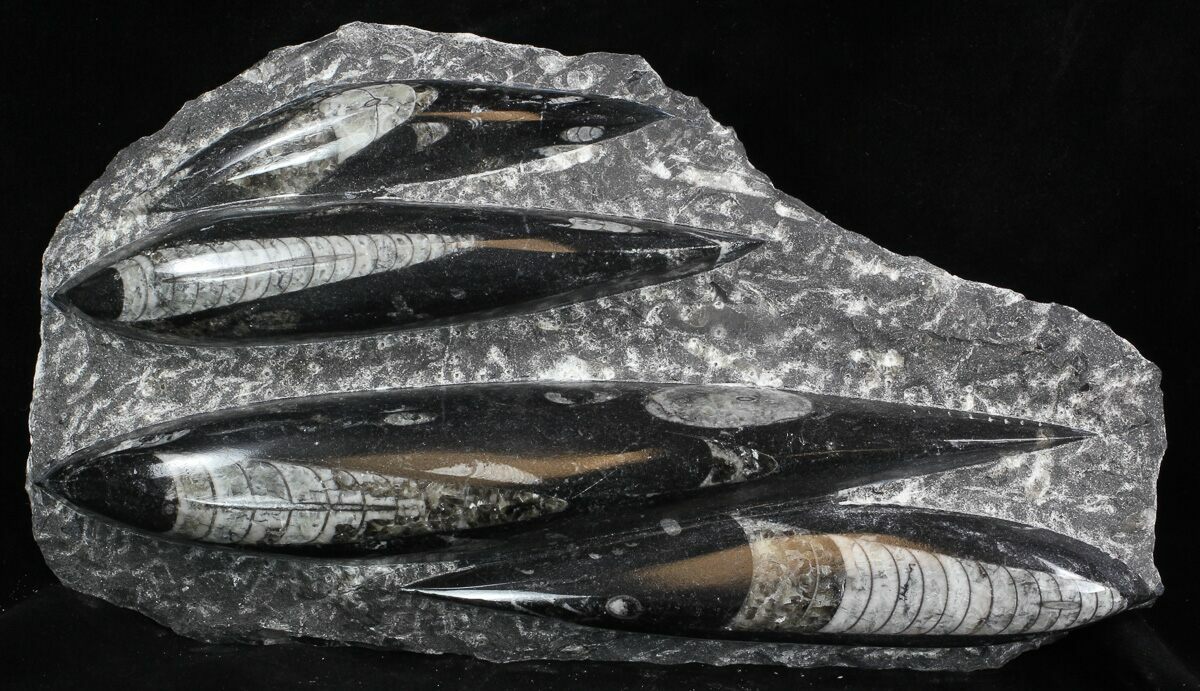 Orthoceras Fossils For Sale - FossilEra.com