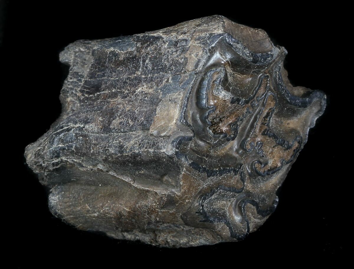 1.2" Pleistocene Aged Fossil Horse Tooth - Florida For Sale (#36042 ...