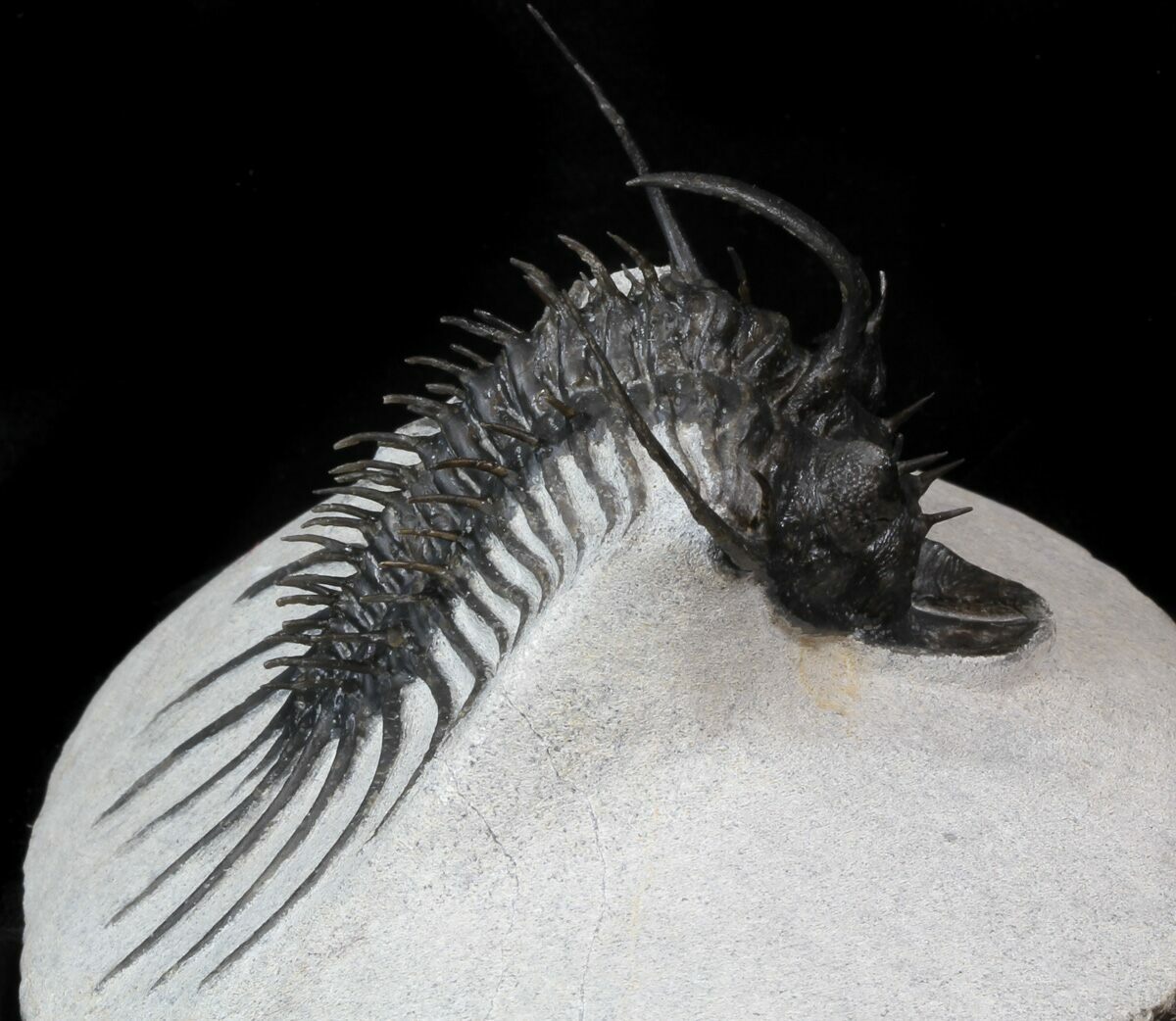 Alien Looking Spiny Quadrops Trilobite - 3.2" For Sale (#36171 ...