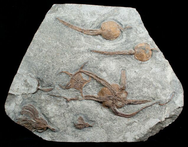 Awesome Associate - Brittle Stars, Carpoids & Crinoids For Sale (#4082 ...
