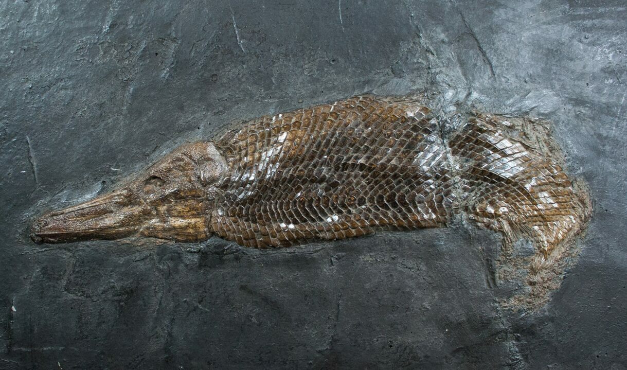 Museum Grade - Garfish From Messel Shales For Sale (#4060) - FossilEra.com