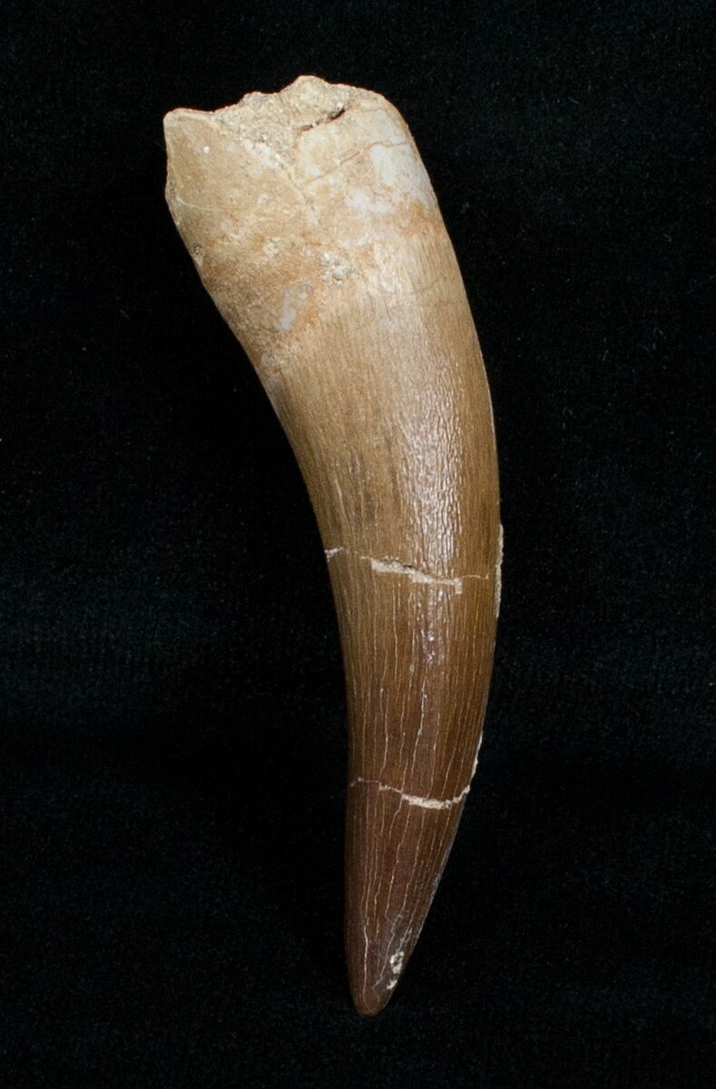 2 1/2 Inch Plesiosaur Tooth - Exceptional For Sale (#4053) - FossilEra.com