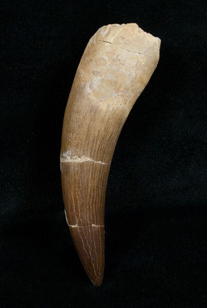 2 1/2 Inch Plesiosaur Tooth - Exceptional For Sale (#4053) - FossilEra.com