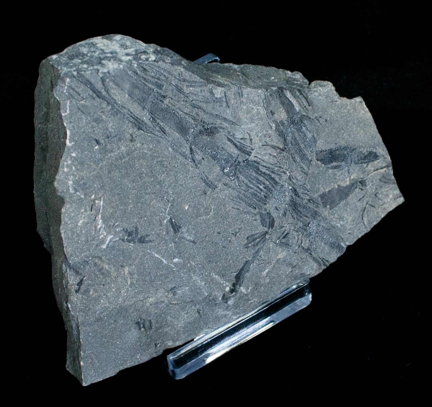 Fossil Horsetail Plant Fossil - Poland For Sale (#4073) - FossilEra.com