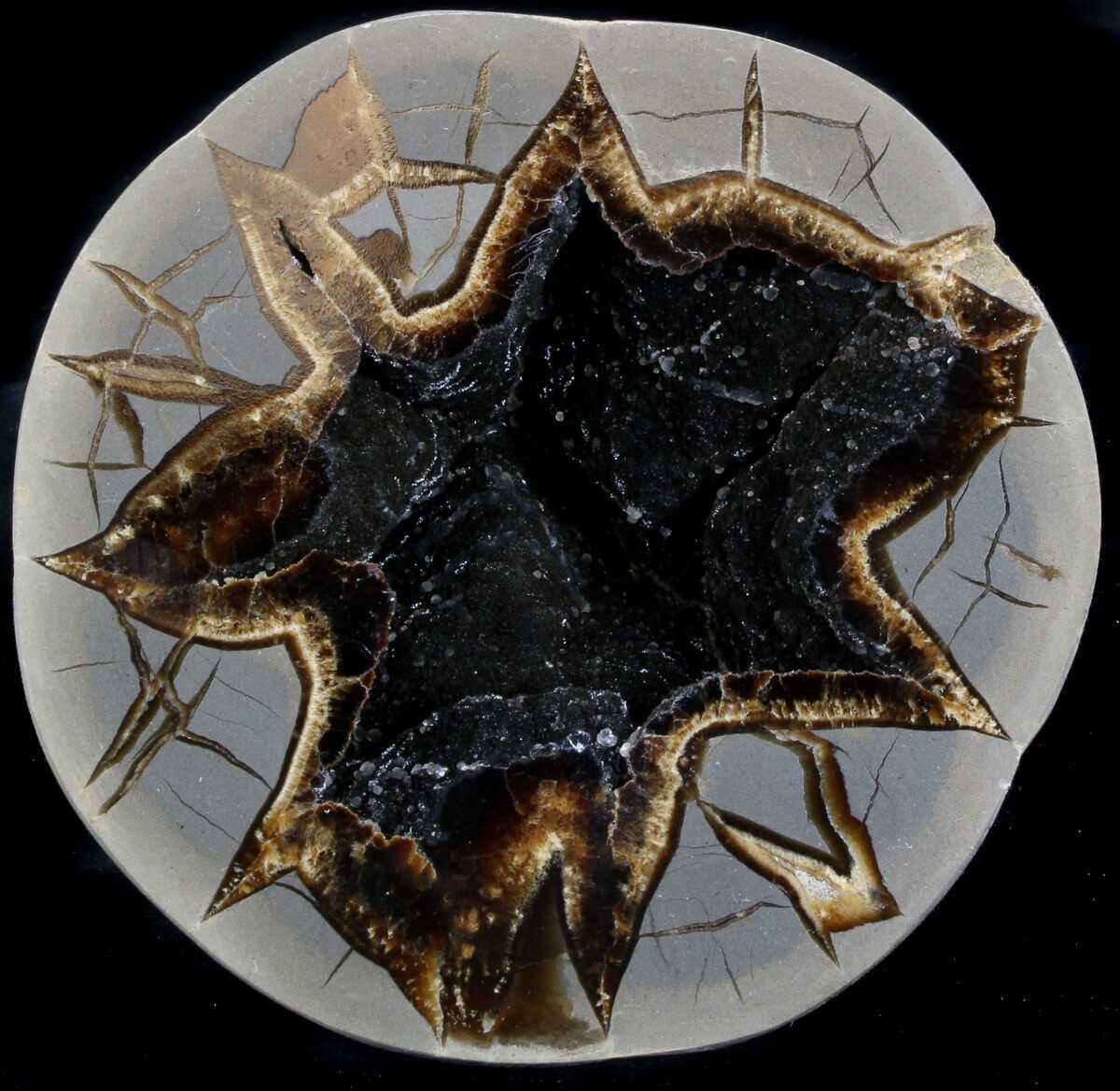 4.5" Beautiful Septarian Geode - Utah For Sale (#37248) - FossilEra.com