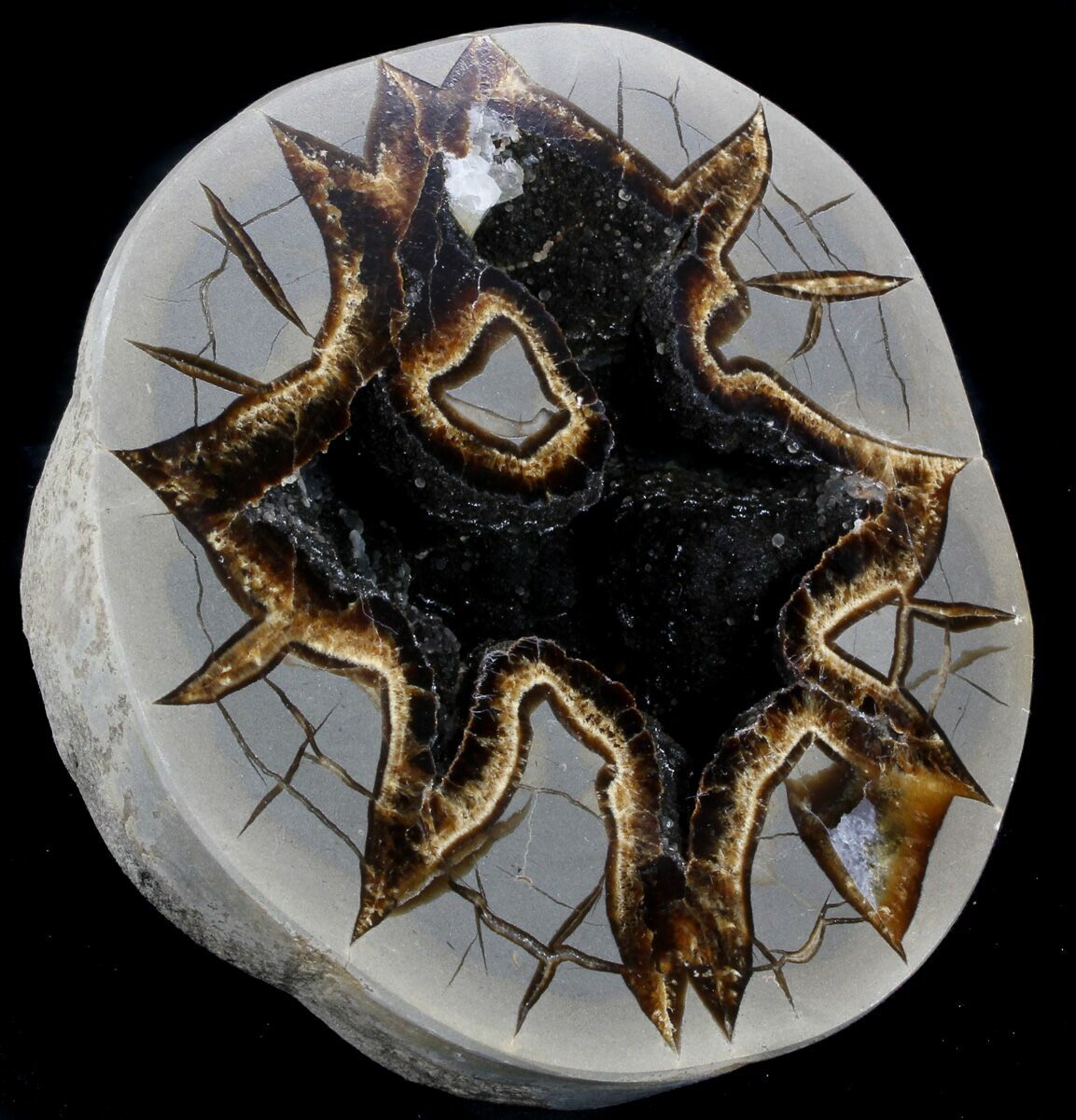 4.4" Beautiful Septarian Geode - Utah For Sale (#37249) - FossilEra.com