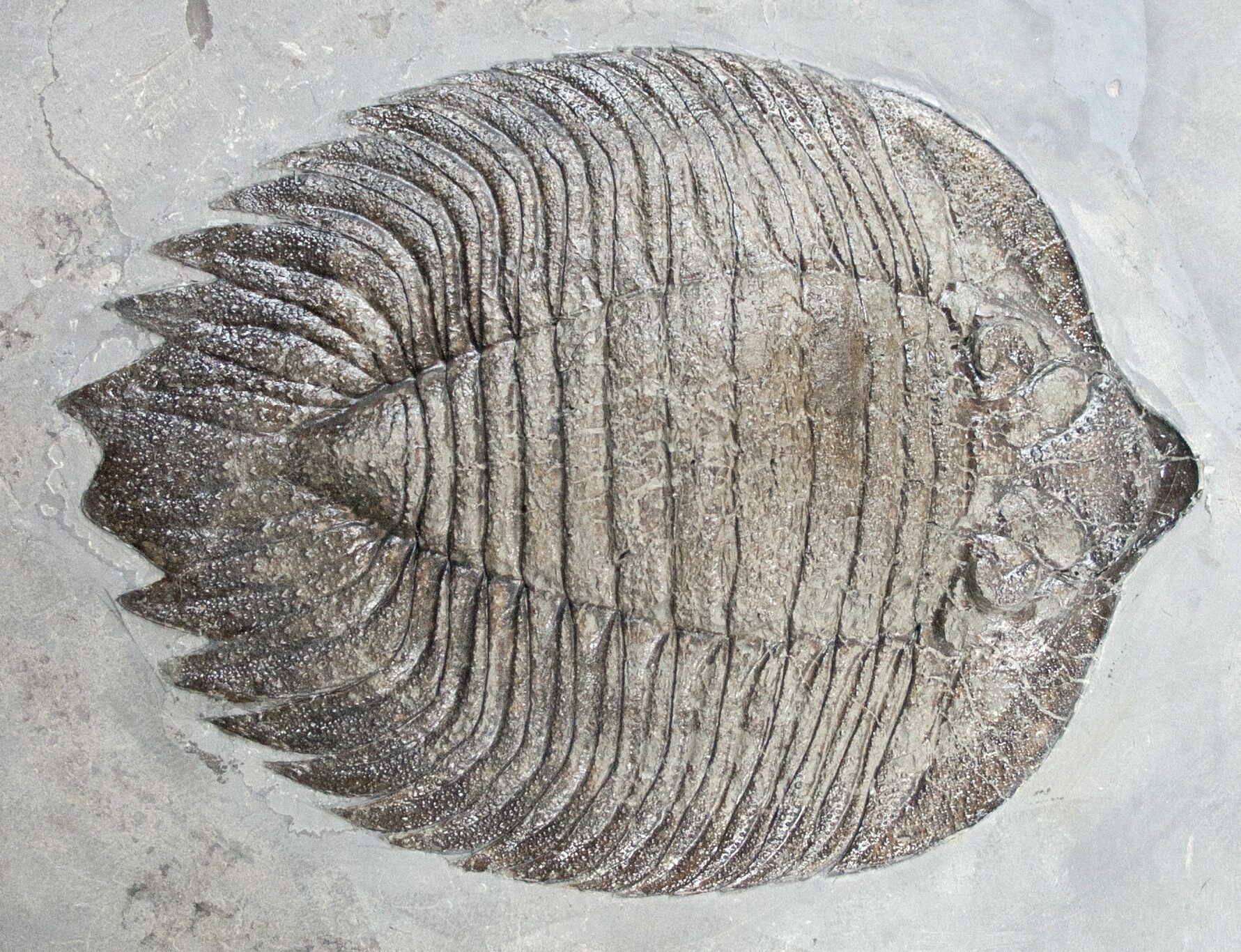 Arctinurus - Alchetron, The Free Social Encyclopedia