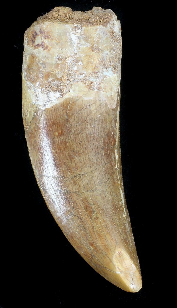 Fossil Carcharodontosaurus Teeth For Sale - FossilEra.com