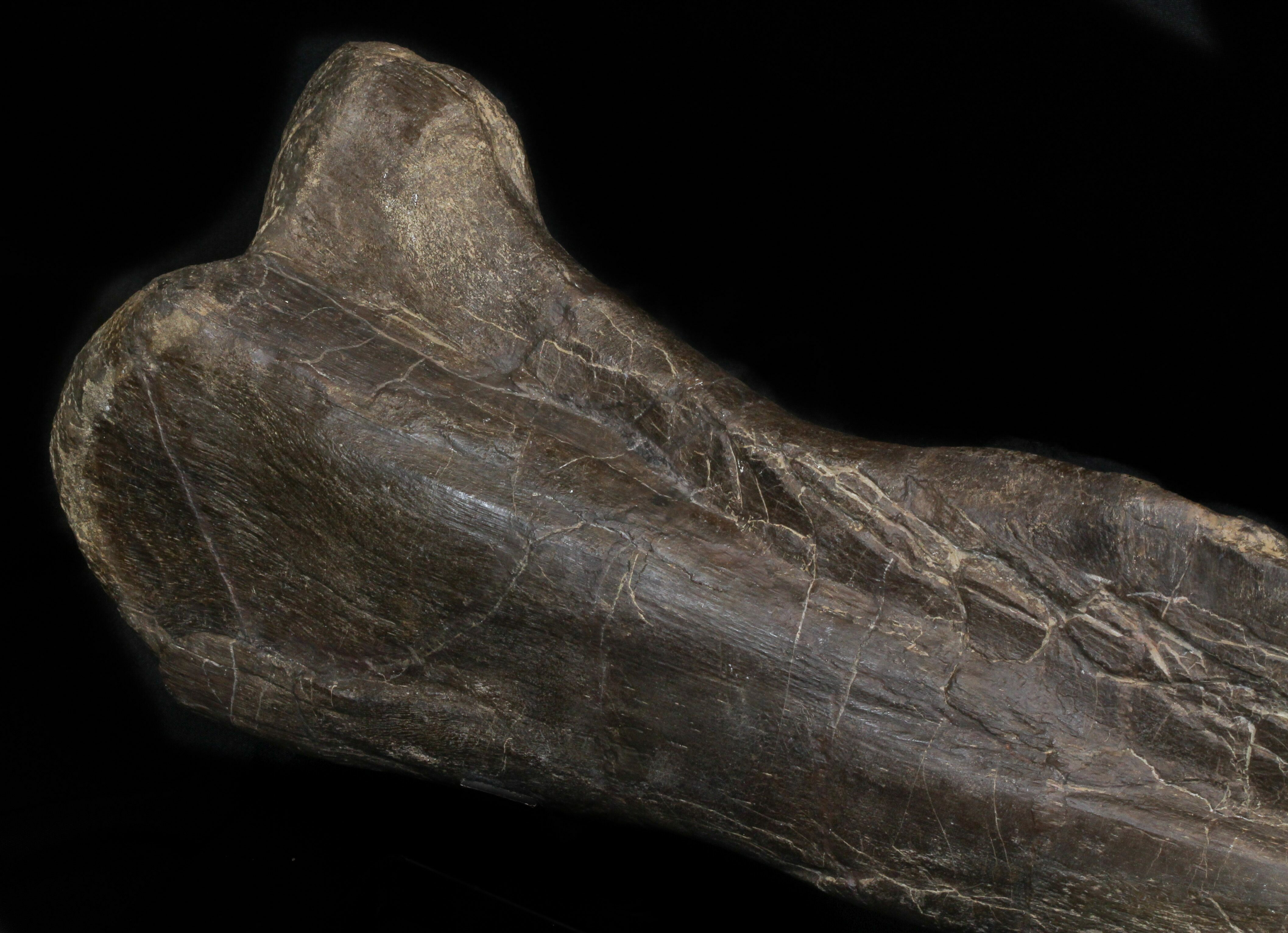 28.5" Hadrosaur (Maiasaura) Femur On Stand - Montana For Sale (#37818 ...