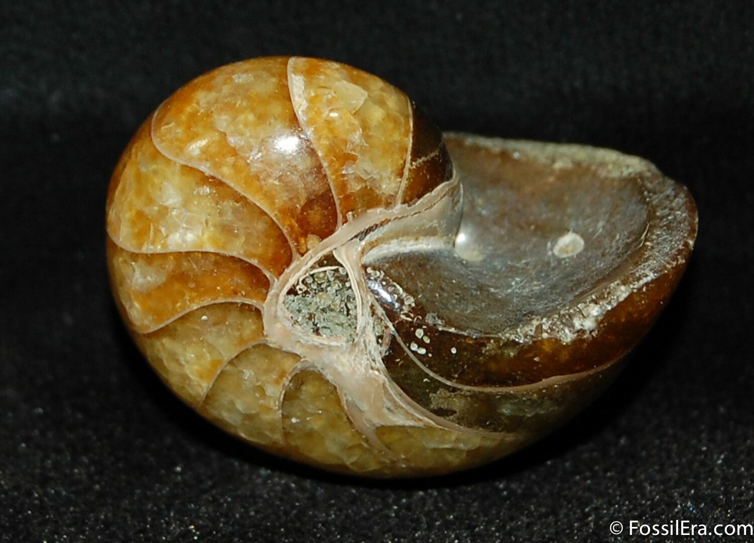 Polished Nautiloid Fossil - Cretaceous Aged For Sale (#502) - FossilEra.com