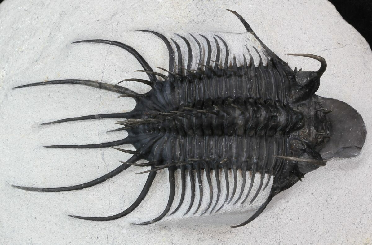 Moroccan Trilobites For Sale - FossilEra.com