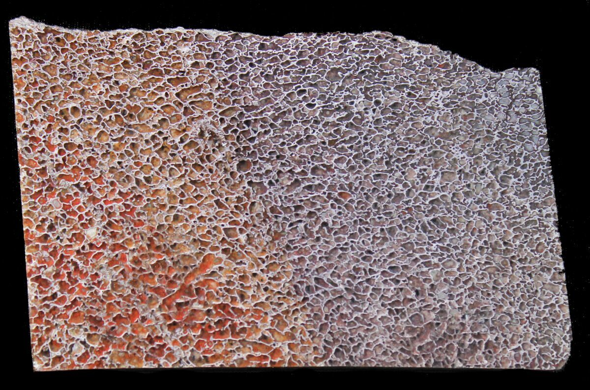 4.8" Polished Dinosaur Bone (Gembone) Slab - Colorado For Sale (#38925 ...