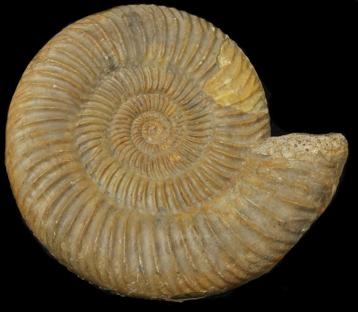 French Ammonites For Sale - FossilEra.com