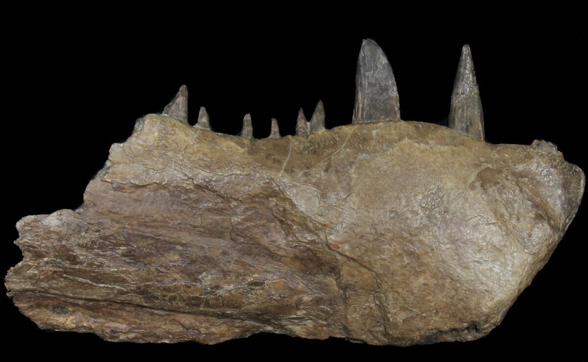 7.1" Xiphactinus Jaw Section With 8 Teeth - Kansas For Sale (#38961 ...