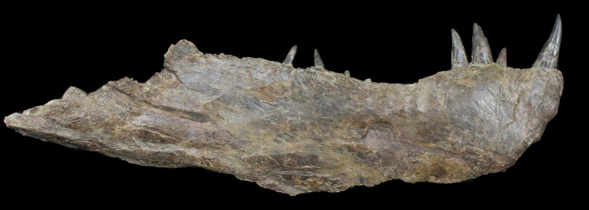 12" Xiphactinus Jaw Section With 7 Teeth - Kansas For Sale (#38962 ...