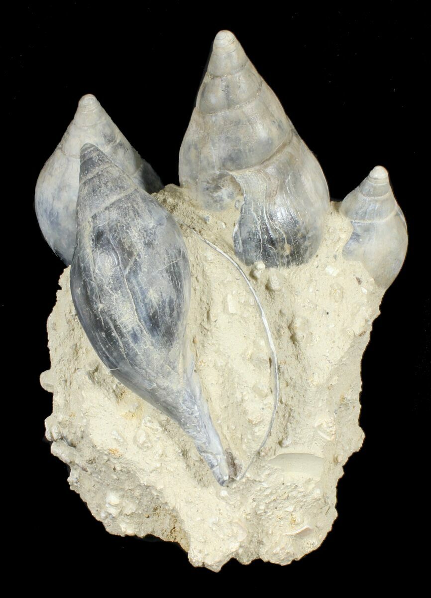 Giant Fossil Gastropod Cluster - France For Sale (#38964) - FossilEra.com