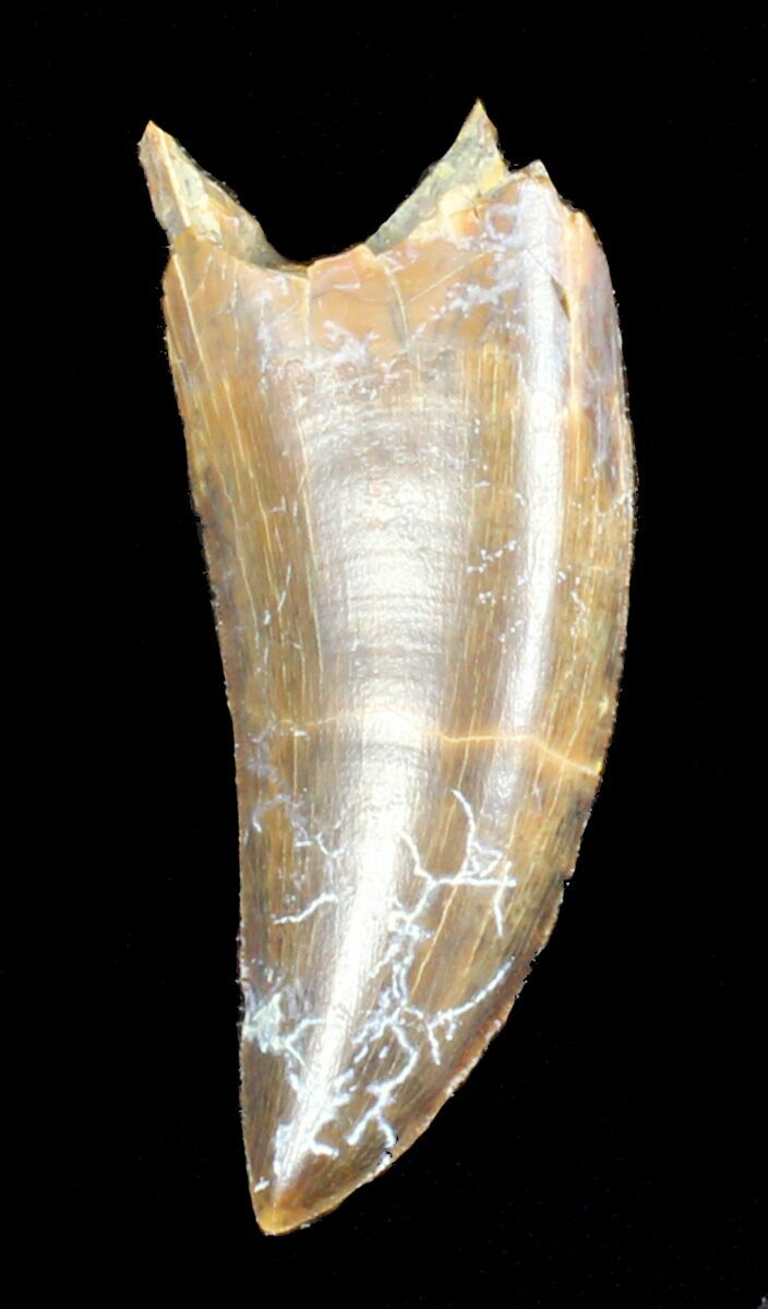 Rare 1.95" Timurlengia (Tyrannosaur) Tooth - Uzbekistan For Sale ...