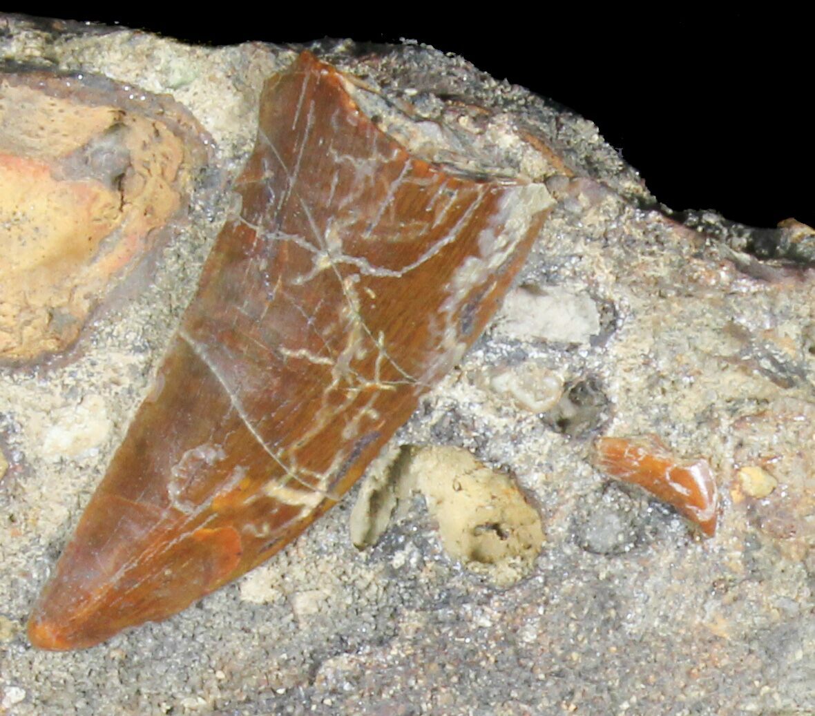 1.47" Timurlengia (Tyrannosaur) Tooth In Matrix - Uzbekistan For Sale ...