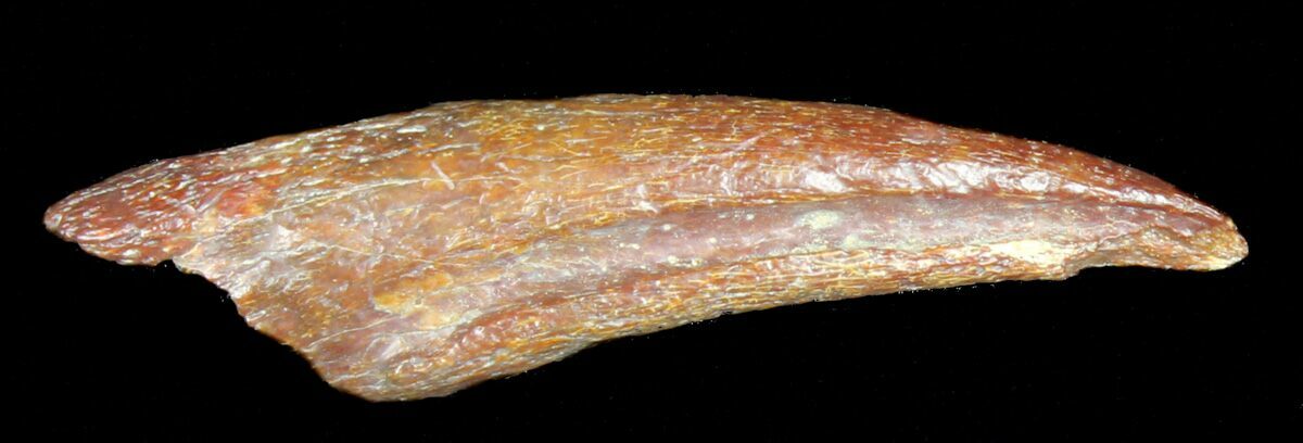 2.38" Raptor Claw (Itemirus?) - Bissekty Formation, Uzbekistan For Sale ...