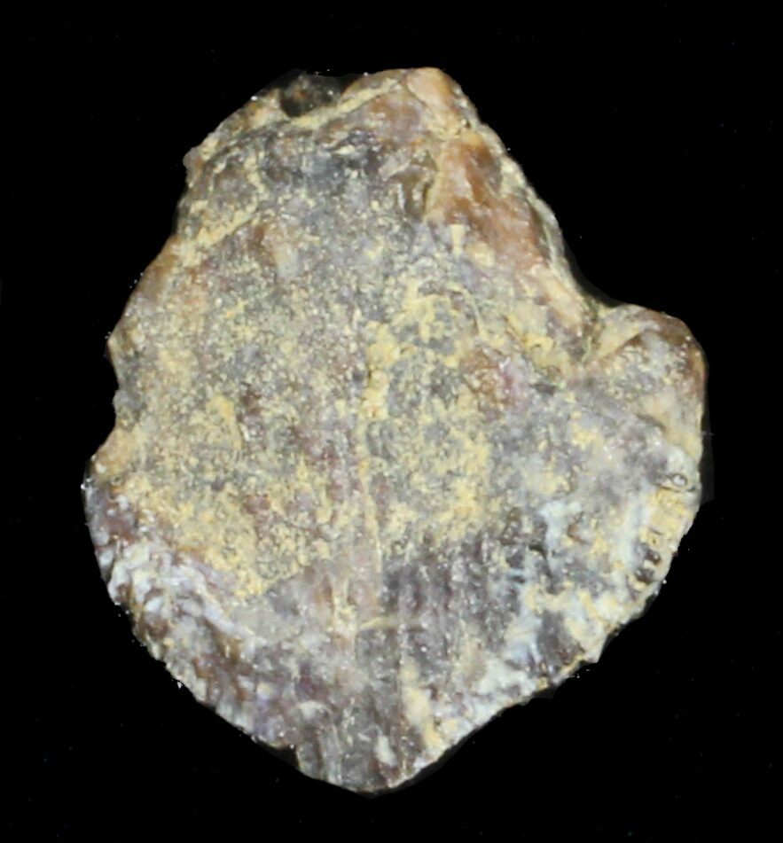 .41" Undescribed Ankylosaur Tooth - Javelina Formation, Texas For Sale ...