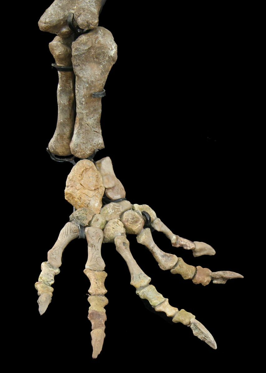 "Zoli" 6 Foot Mounted Dimetrodon Milleri - Texas Red Beds For Sale ...