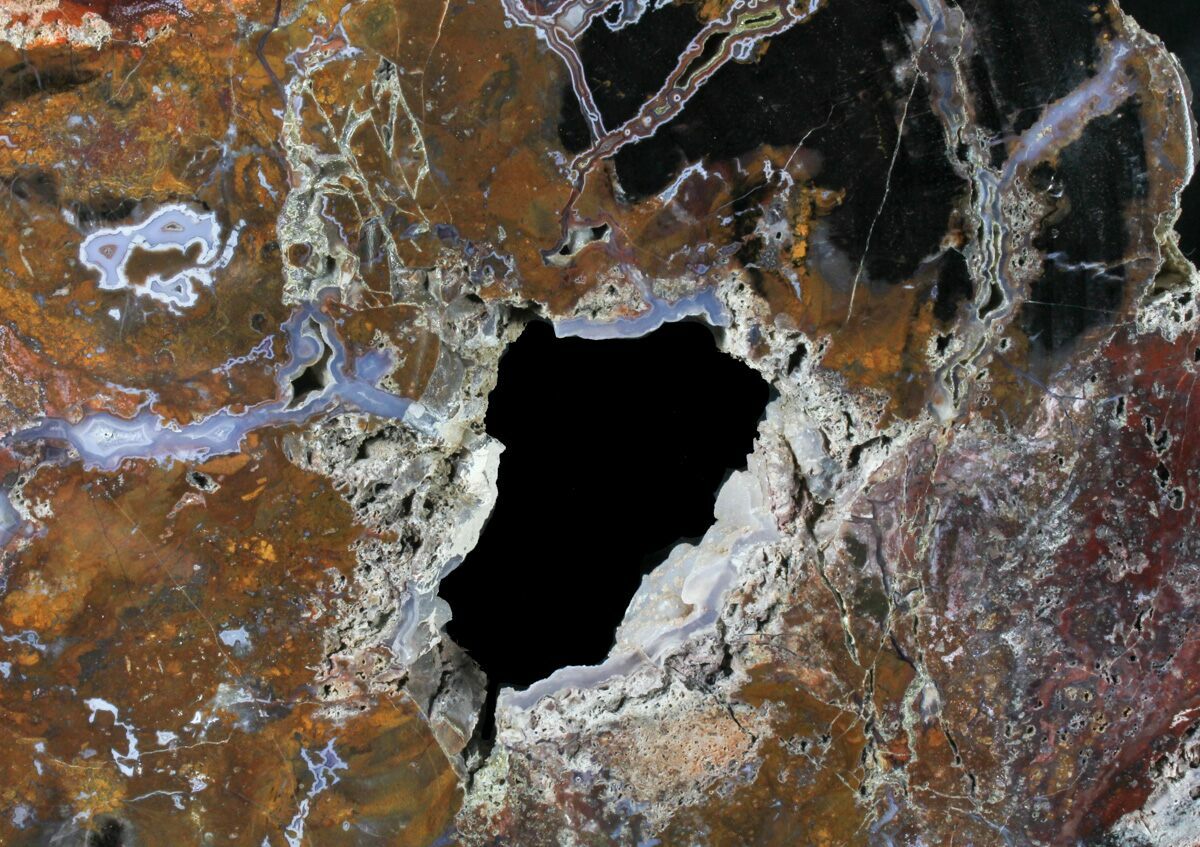 12" Petrified Wood Round - Hampton Butte, Oregon For Sale (#39020 ...