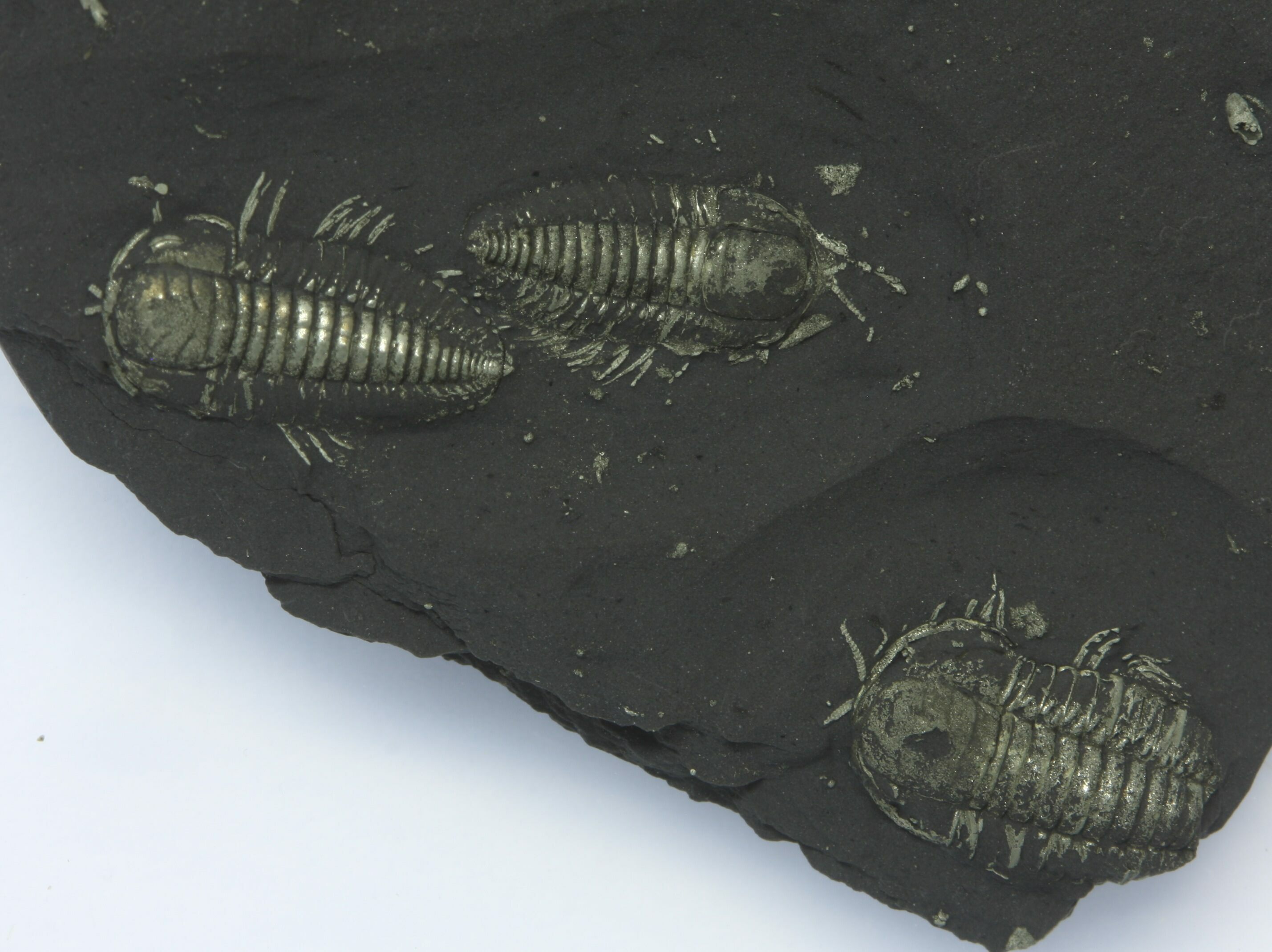Pyritized Triarthrus Trilobites With Appendages - New York For Sale ...