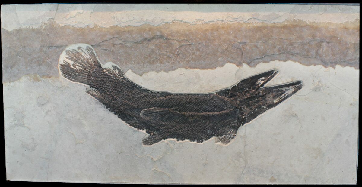 Nearly 6 Foot Fossil Gar From Wyoming - 2nd Largest Found For Sale ...