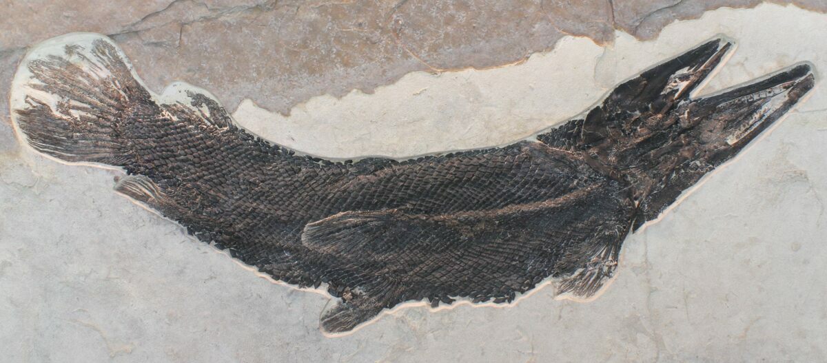 Nearly 6 Foot Fossil Gar From Wyoming - 2nd Largest Found For Sale ...