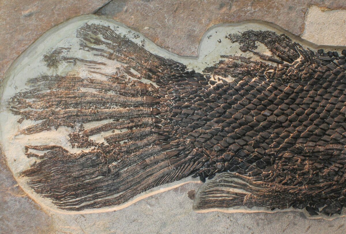 Nearly 6 Foot Fossil Gar From Wyoming - 2nd Largest Found For Sale ...