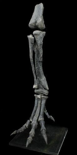 Killer 5' 6" Allosaurus Leg On Custom Mount - Colorado For Sale (#39087 ...