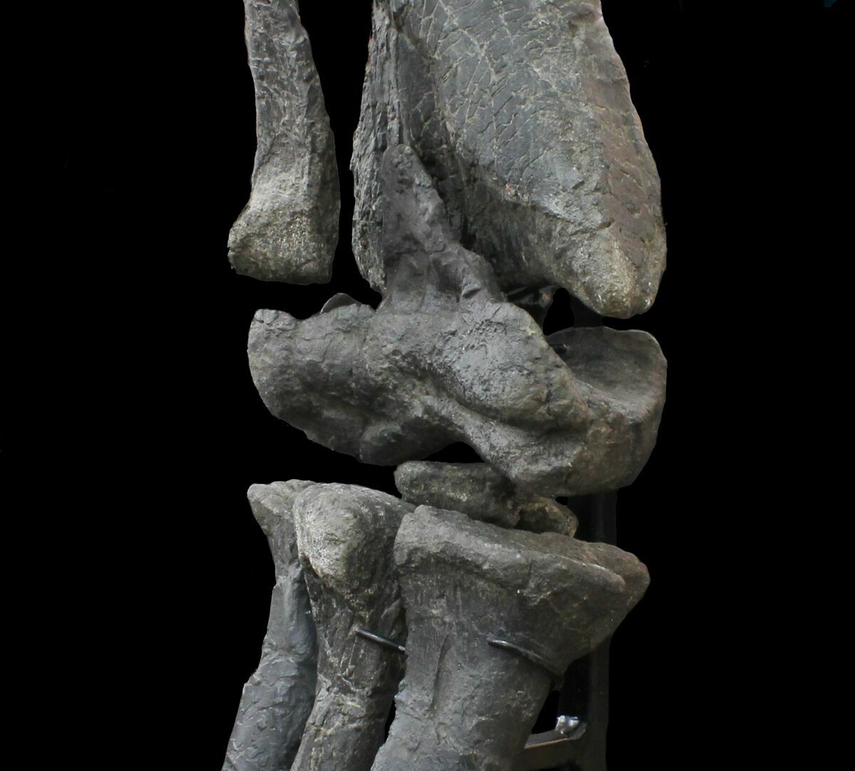 Killer 5' 6" Allosaurus Leg On Custom Mount - Colorado For Sale (#39087 ...