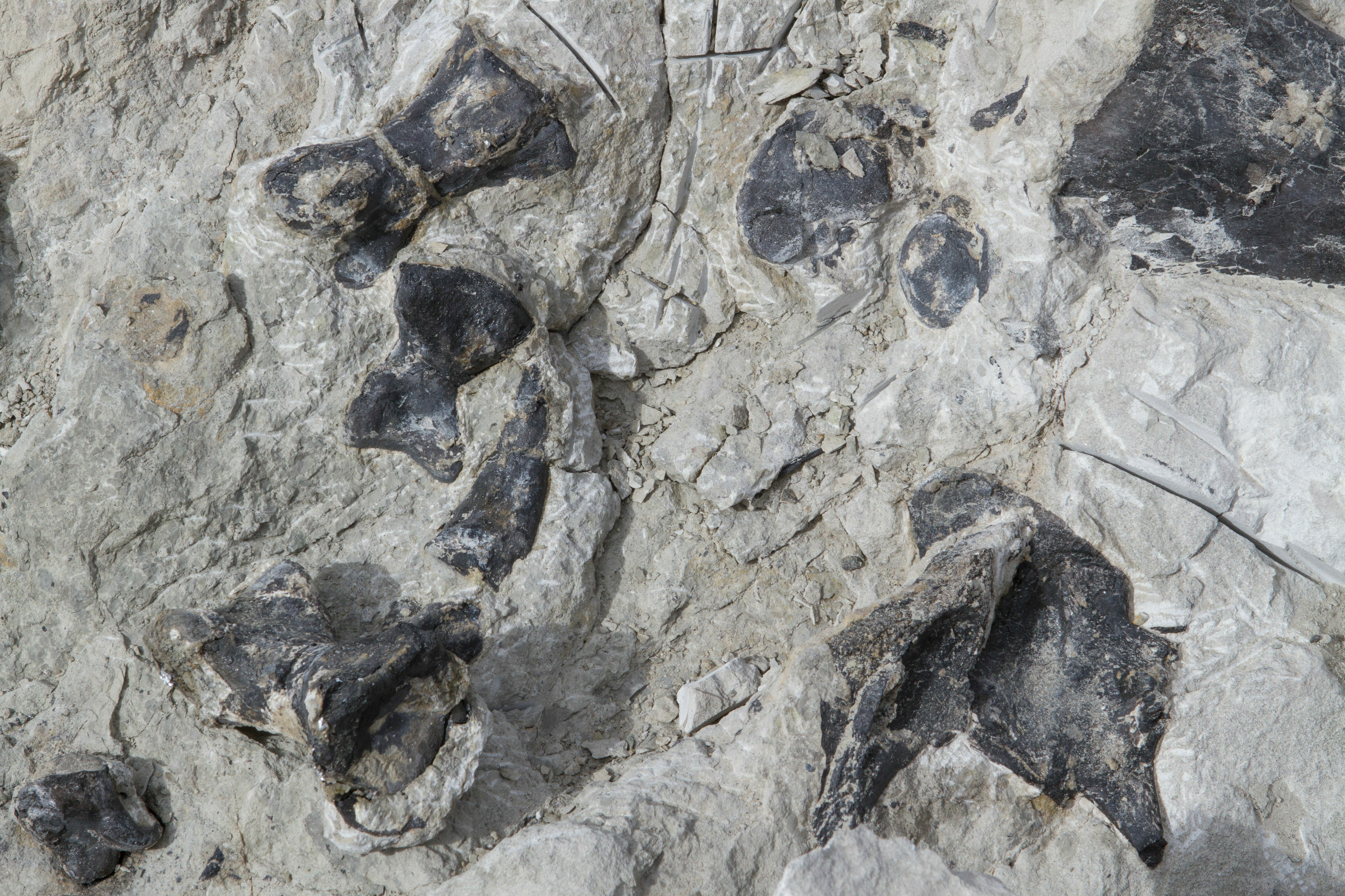 Killer 5' 6" Allosaurus Leg On Custom Mount - Colorado For Sale (#39087 ...