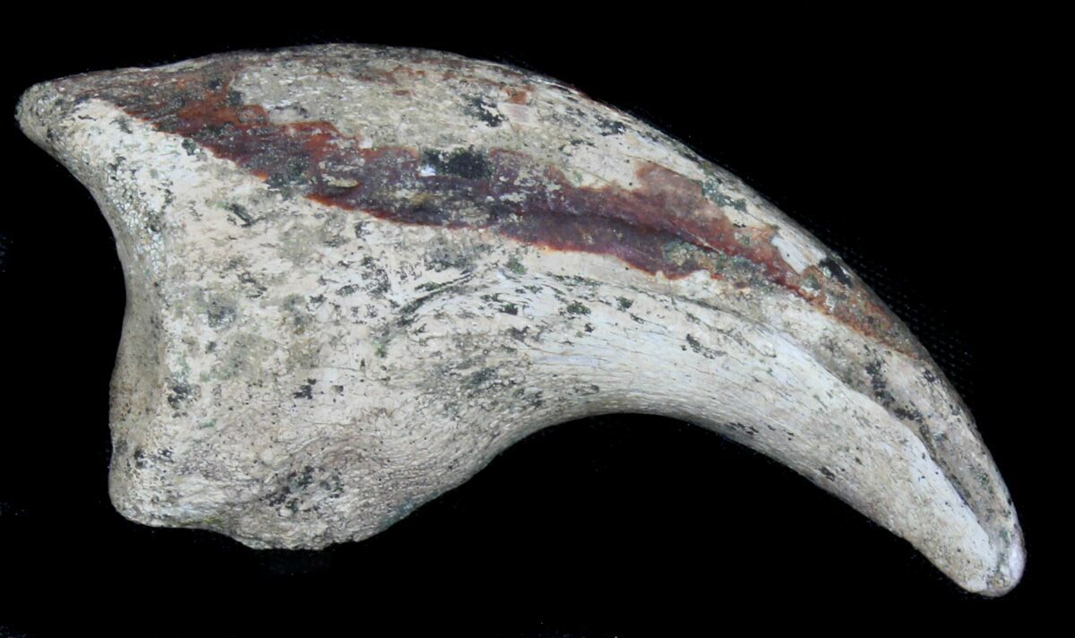 3.35" Tyrannosaurus Rex (T-Rex) Handclaw - Montana For Sale (#39097 ...