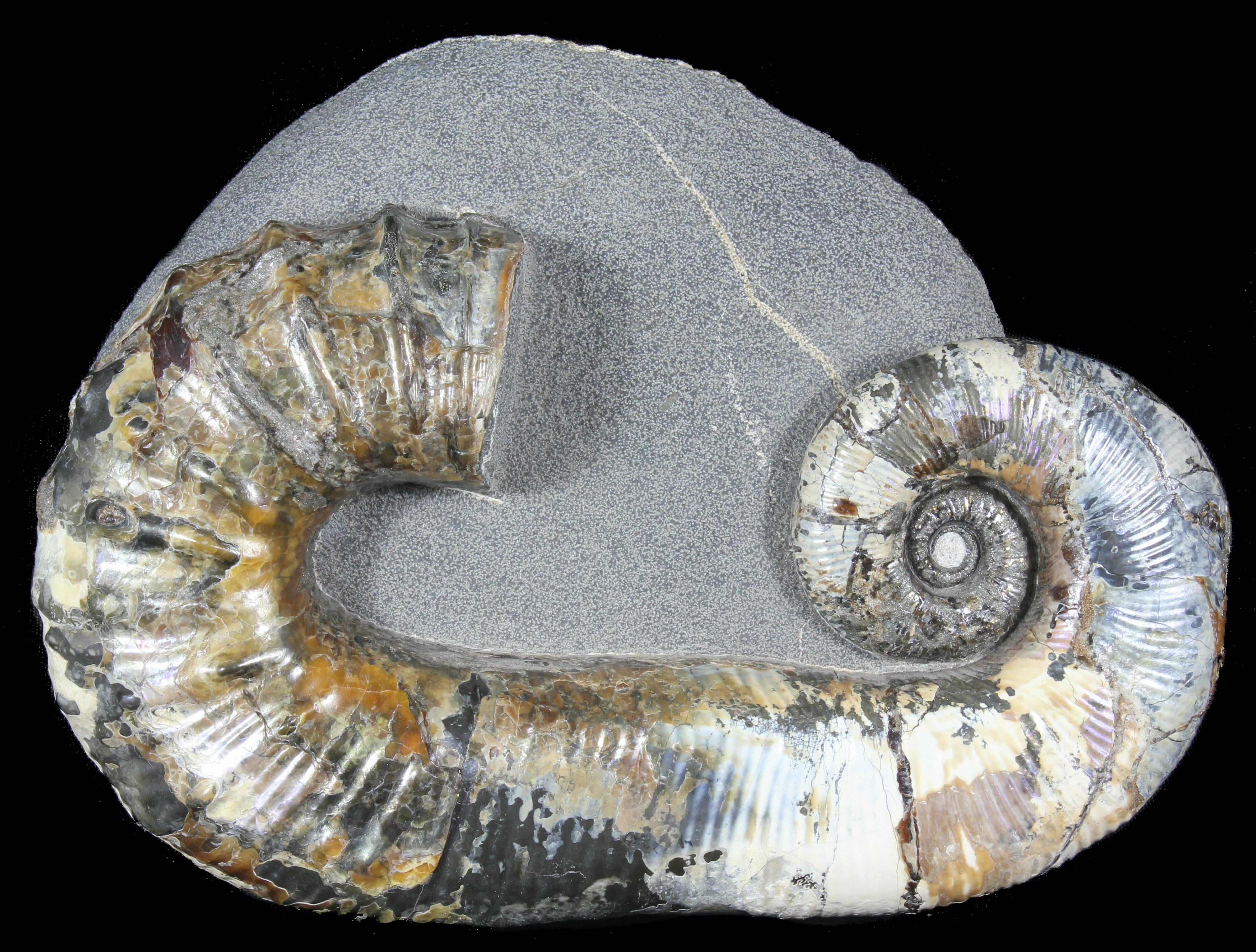 8.4" Iridescent Heteromorph Ammonite (Audouliceras) - Russia For Sale ...