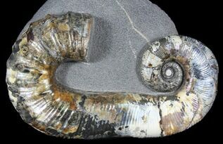 Fossils For Sale - FossilEra.com