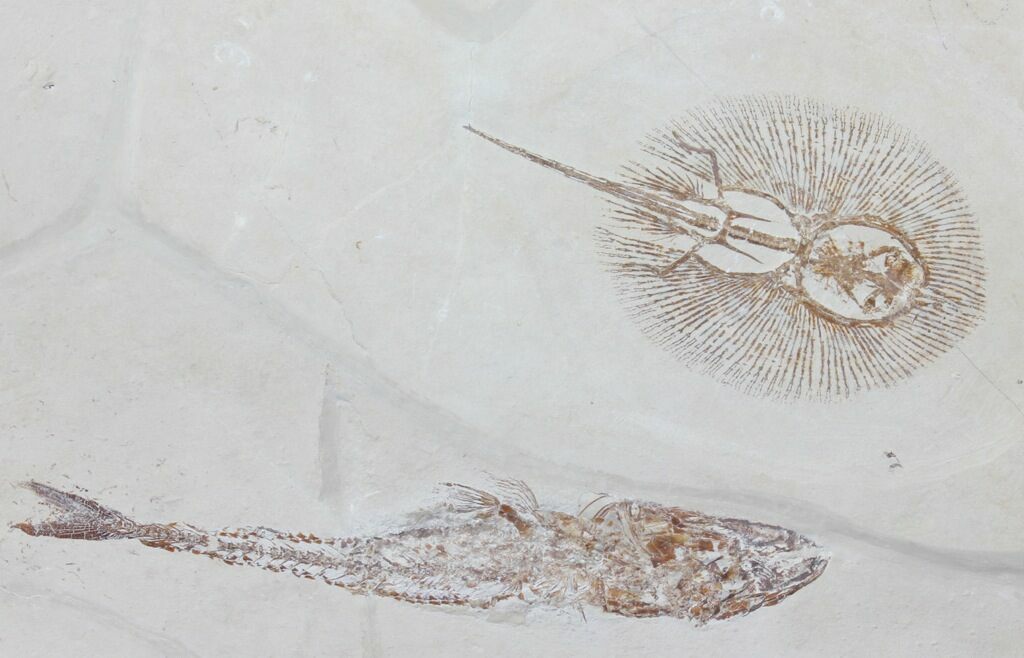 Lebanon Fish Fossils For Sale - FossilEra.com
