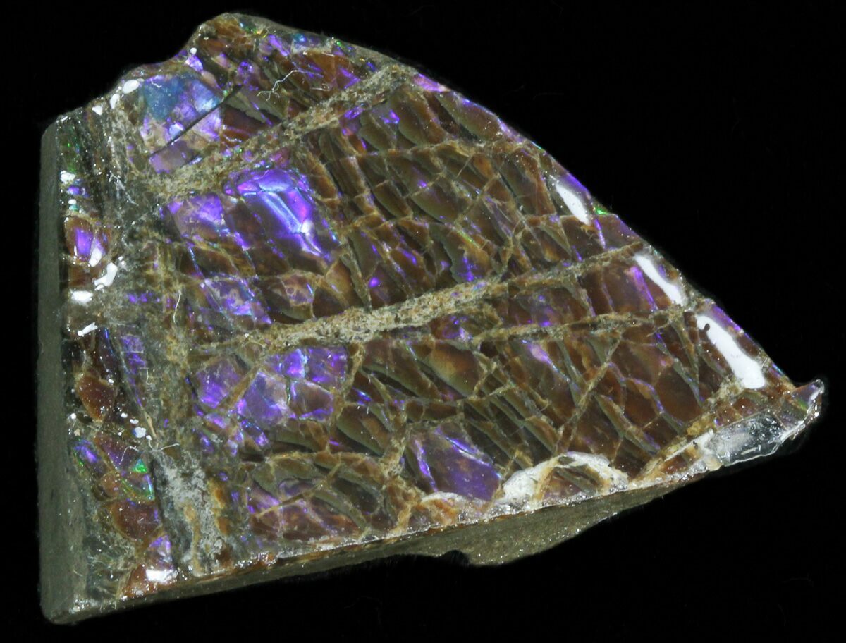 1.3" Iridescent, Purple Ammolite - Fossil Ammonite Shell For Sale ...